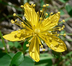 CURIOSIDADES CIENTÍFICAS : Simetría floral